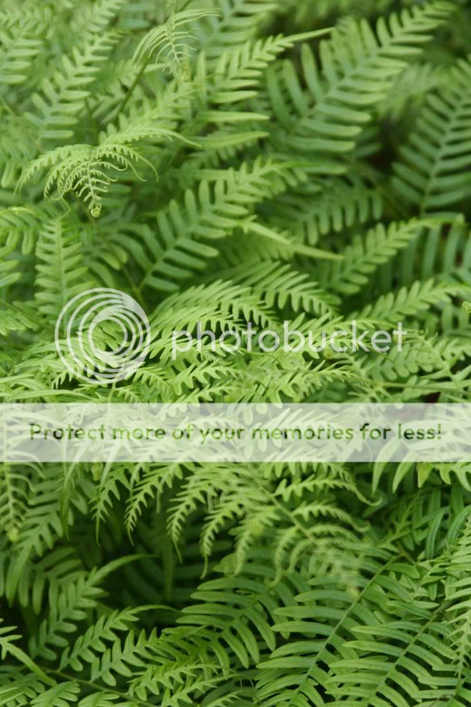 fern/vine IDs