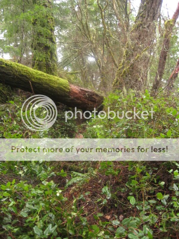 SMC: Sooke Mountain Chopper | Page 4 | BladeForums.com