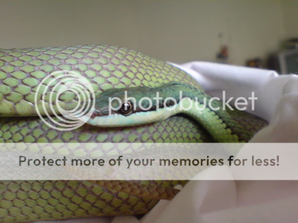 shmexy argentine longnose (p.baroni/barons racer) | Reptile Forums