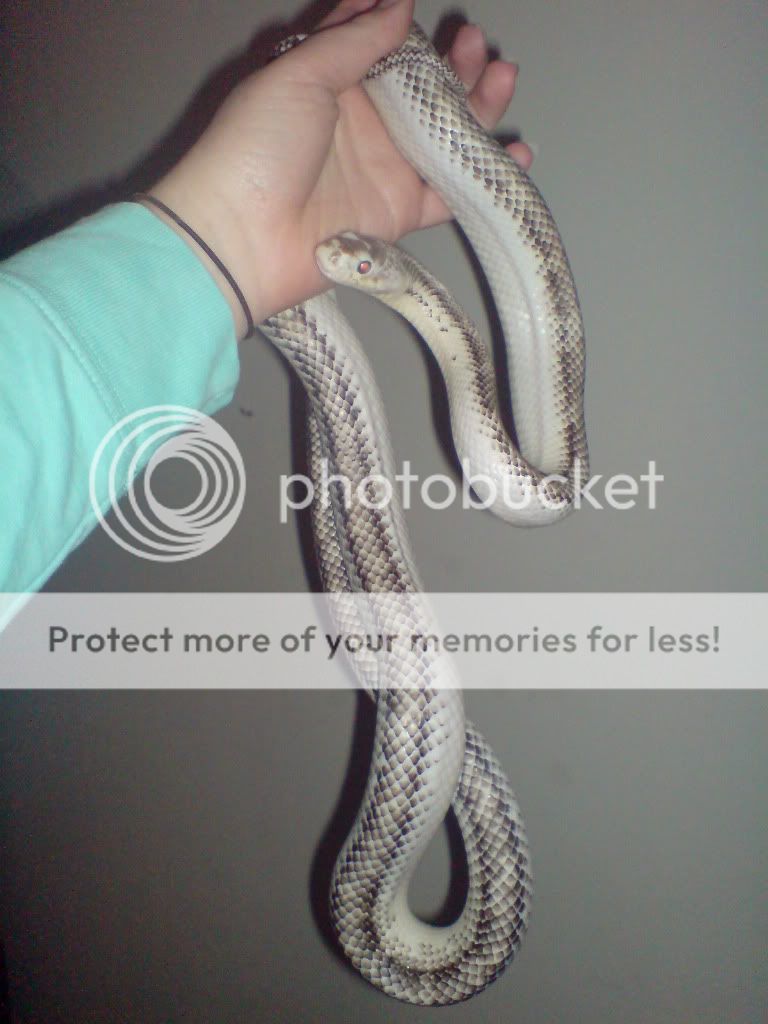 Gus - White Sided Texas Rat Snake | Reptile Forums