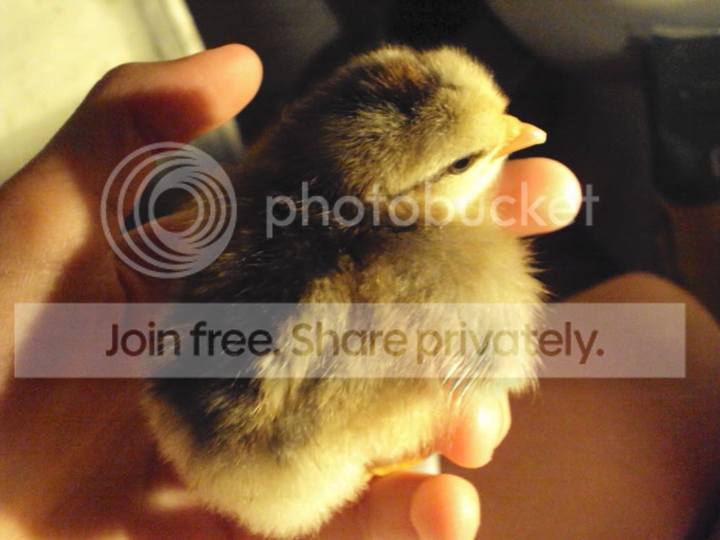 Official chick thread! | BackYard Chickens - Learn How to Raise Chickens