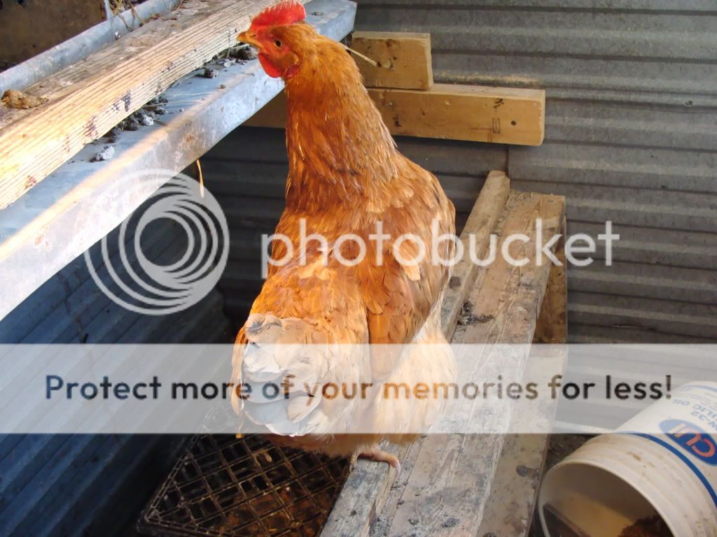 Some random pictures of my chickens | BackYard Chickens - Learn How to ...