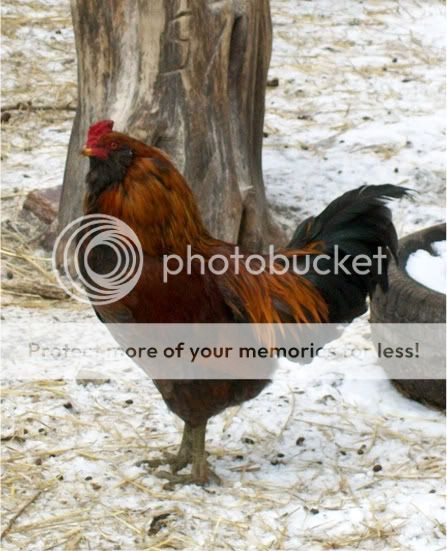 ENDED bearded chicken contest ENDED winner posted | BackYard Chickens ...