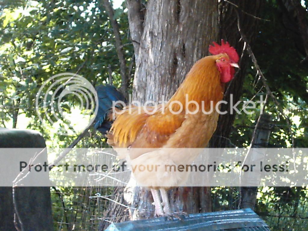 black tailed buff orp? | BackYard Chickens - Learn How to Raise Chickens