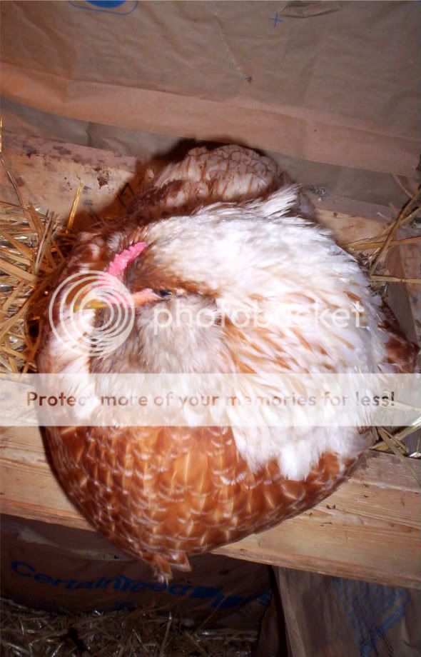 ENDED bearded chicken contest ENDED winner posted | BackYard Chickens ...