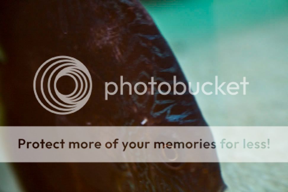 Discus parasite problem,, need help..!!! | Cichlid Fish Forum