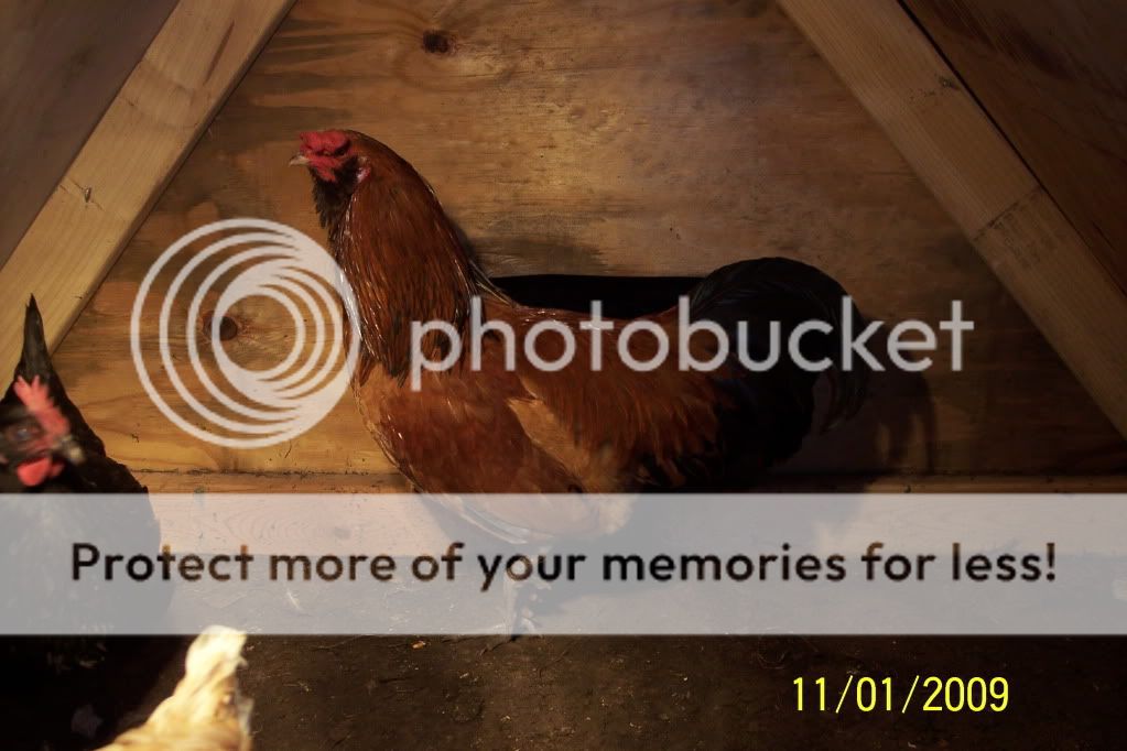 what is this beautiful rooster with a beard? | BackYard Chickens ...