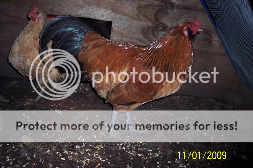 what is this beautiful rooster with a beard? | BackYard Chickens ...