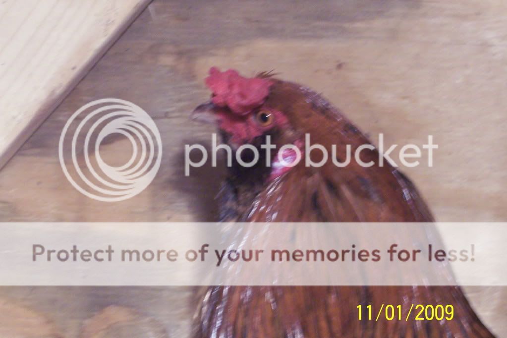 what is this beautiful rooster with a beard? | BackYard Chickens ...