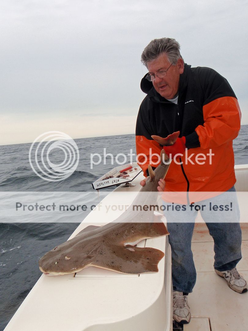 Triangle Wrecks | Tidal Fish Forum