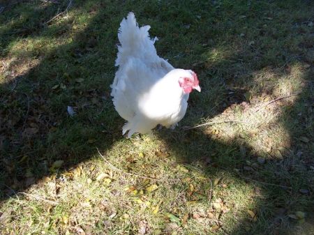 A Plump Farm Hen | THE BBQ BRETHREN FORUMS