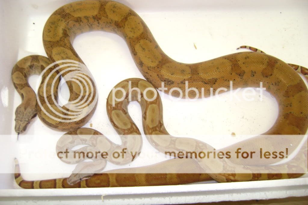 het SUNSET BOAS!! | Reptile Forums