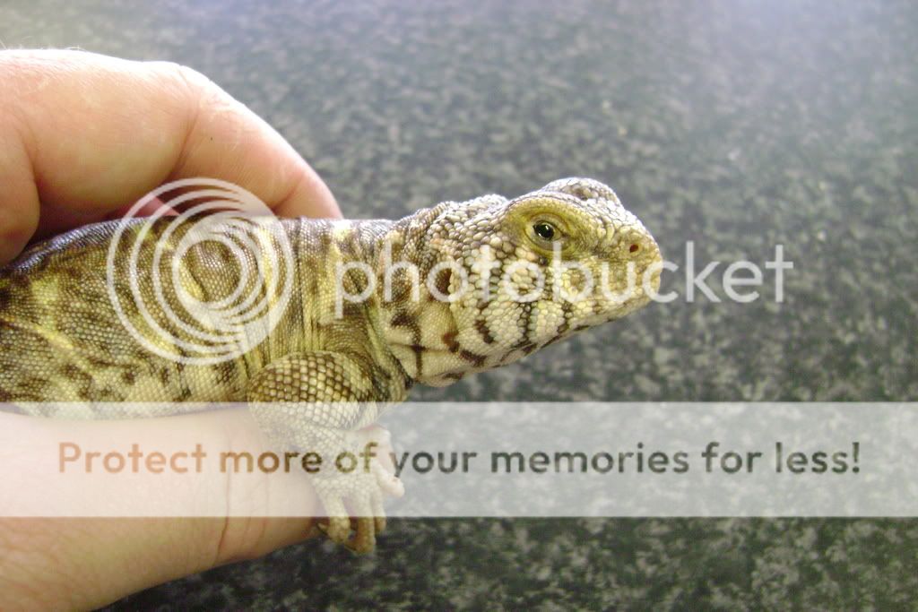 ornate uromastyx | Reptile Forums